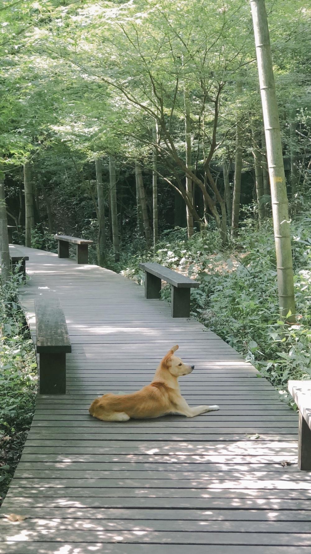 可遇而不可求的狗勾 - 换个名字_zxN - 富士（中国）极致影像- FUJIFILM