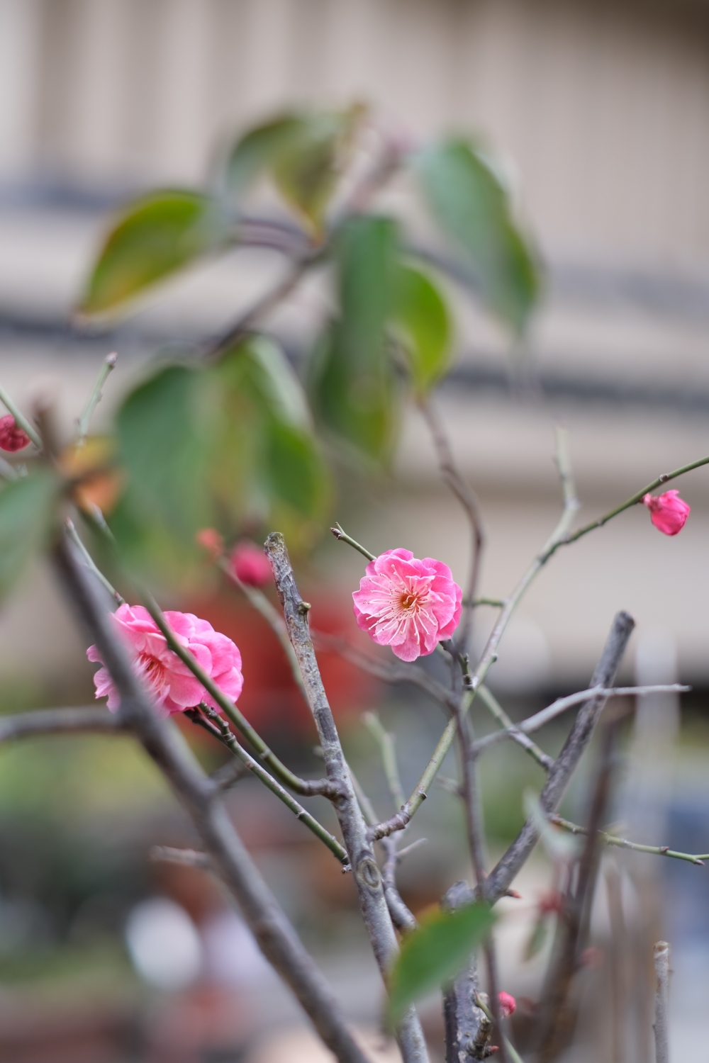 梅花依然绽放 - 珠帘 - 富士胶片影赛- FUJIFILM