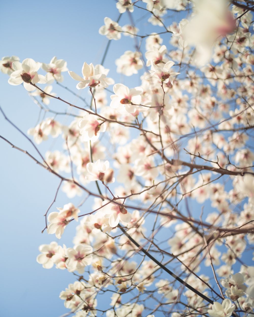 花繁叶茂 - Wenbin - 富士（中国）极致影像- FUJIFILM