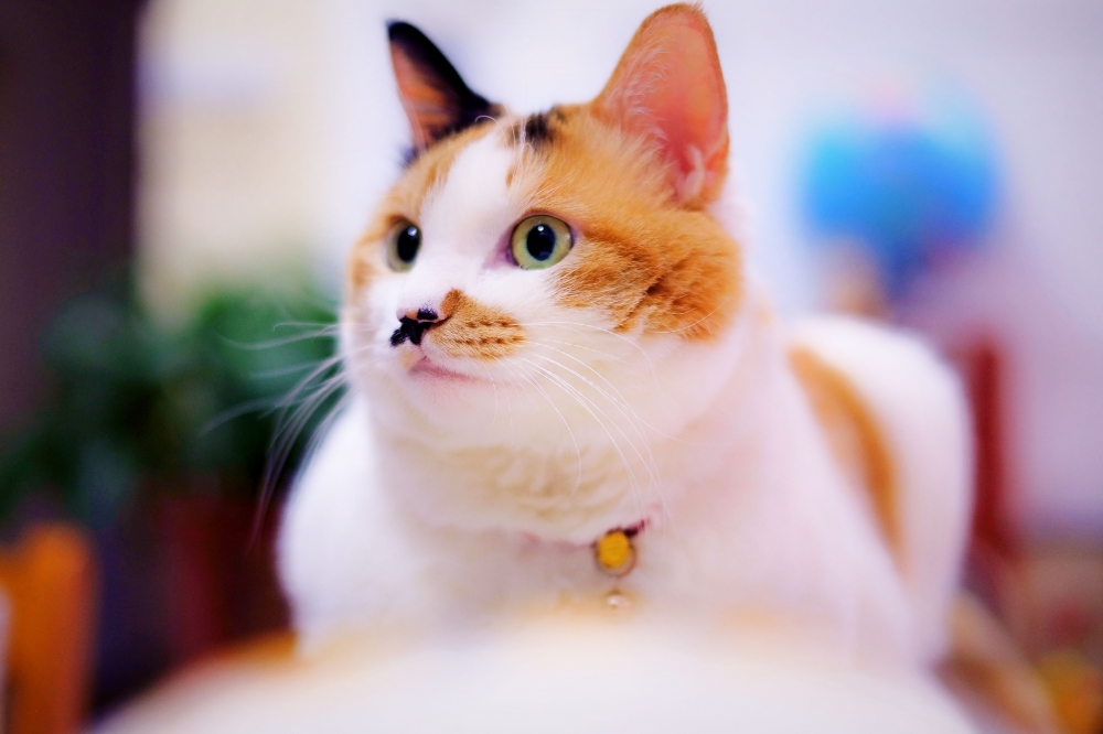 My Cat - 尼克Z - 富士（中国）极致影像- FUJIFILM