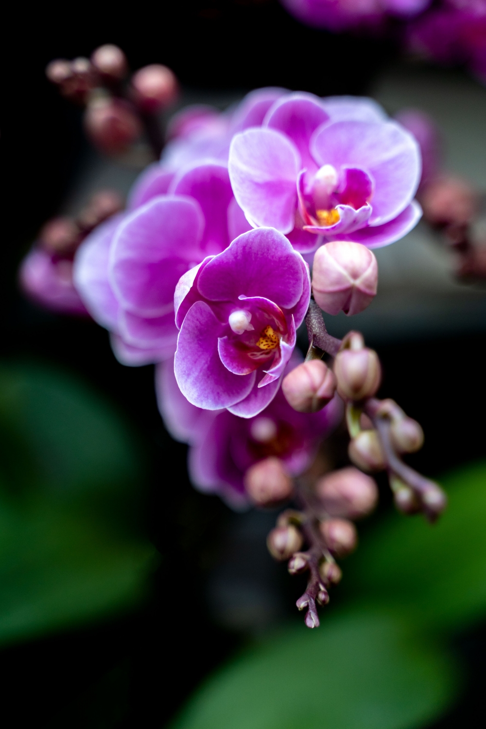 蝴蝶 - 郭宇浩 - 富士胶片影赛- FUJIFILM