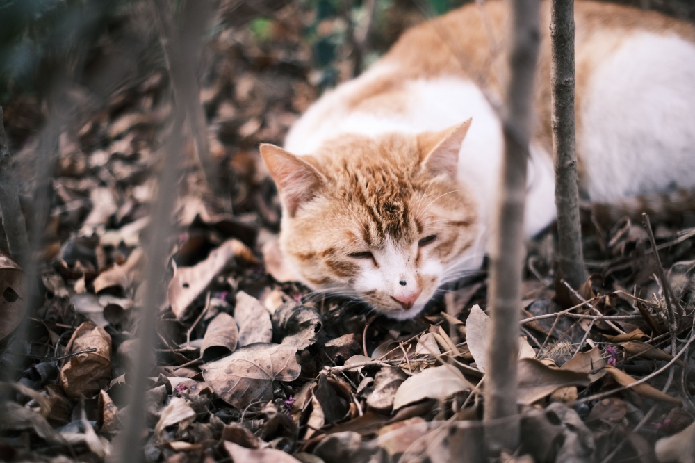 学校里的可爱猫咪 冰箱大象 富士胶片影赛 Fujifilm