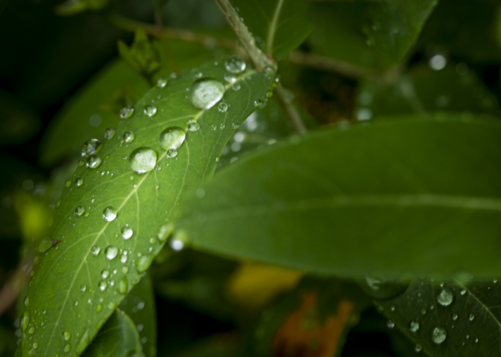 雨后 - 安康 - 富士（中国）极致影像- FUJIFILM