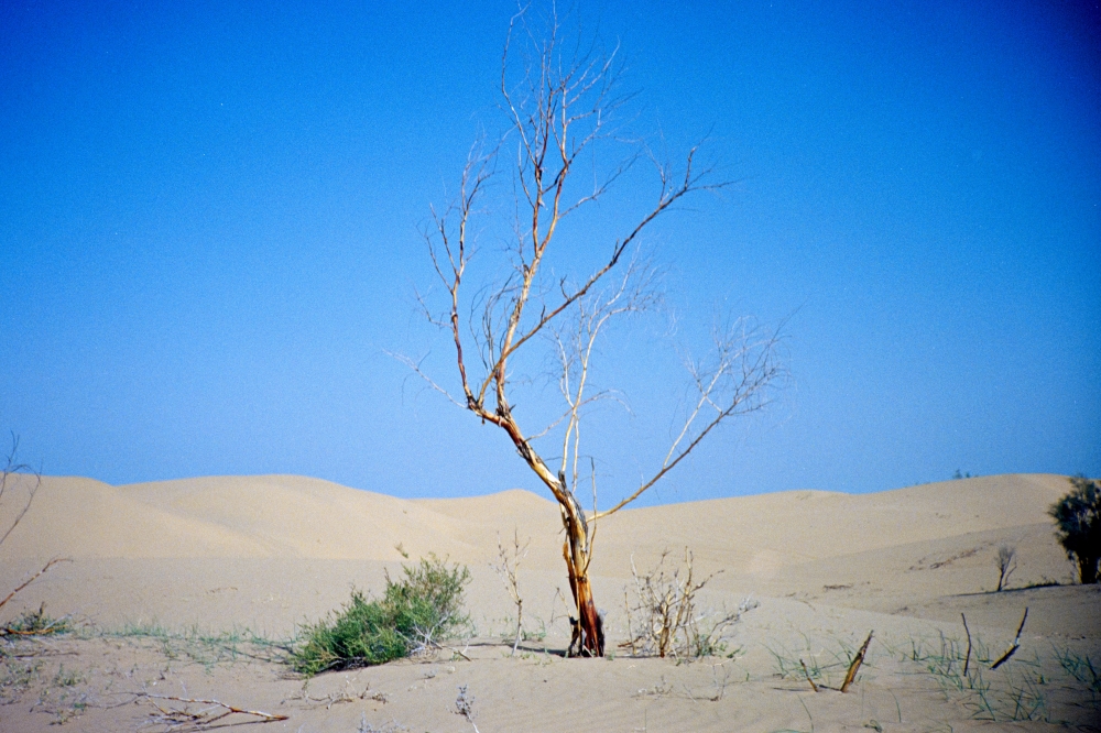 一棵树 - 木头。 - 富士胶片影赛- FUJIFILM