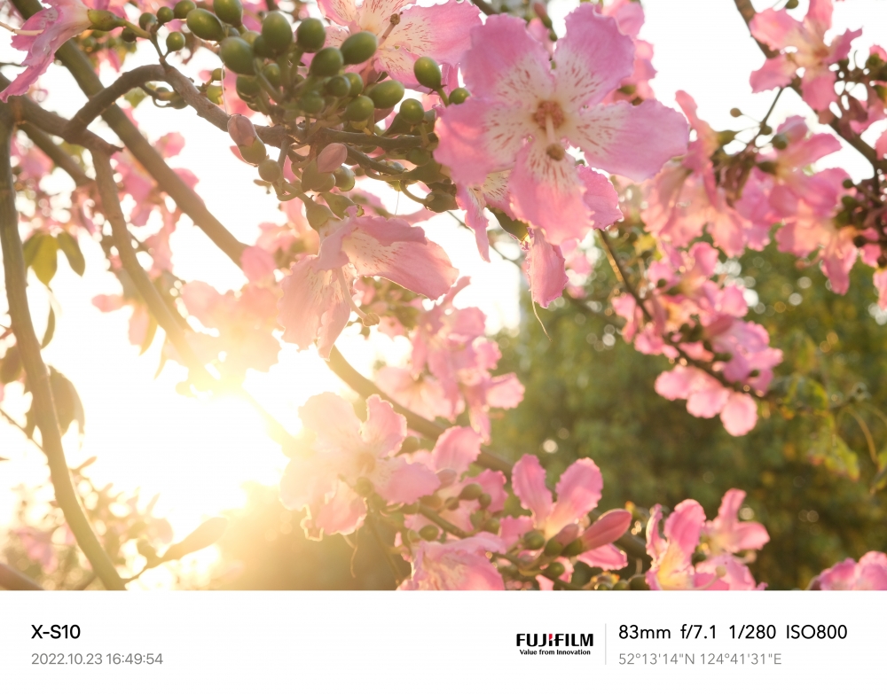 「映日木棉别样美」 - Anthomaniac呀 - 富士胶片影赛- FUJIFILM