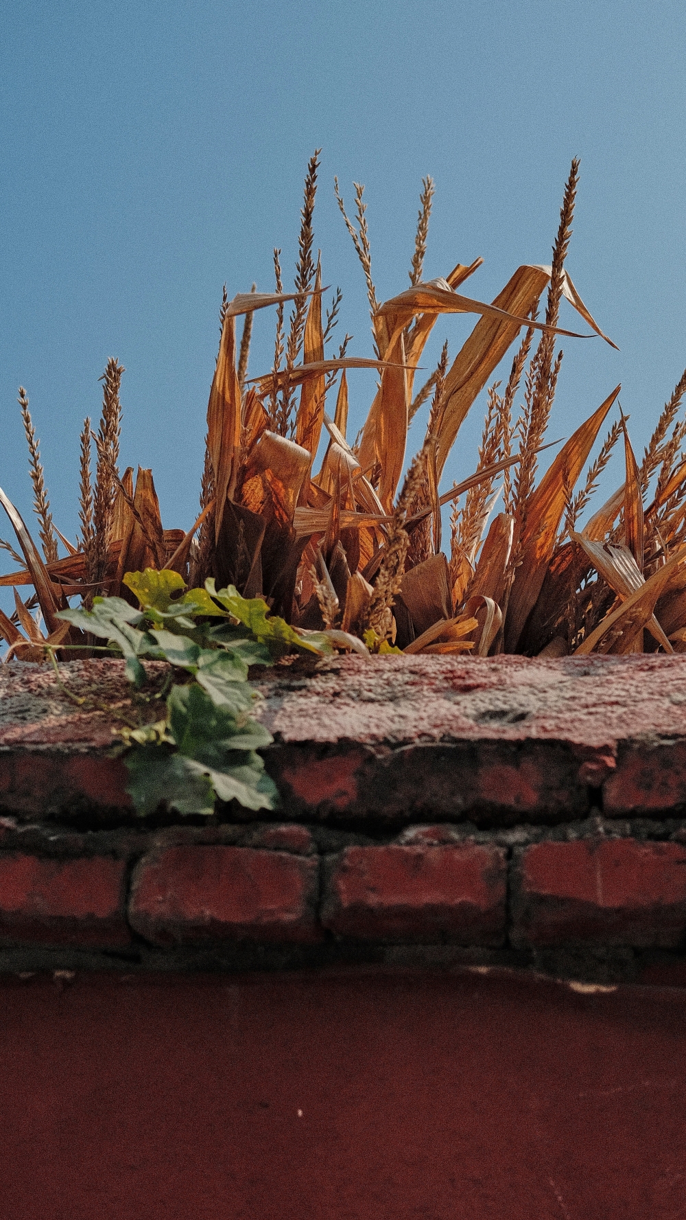 院墙 - 任志明 - 富士胶片影赛- FUJIFILM