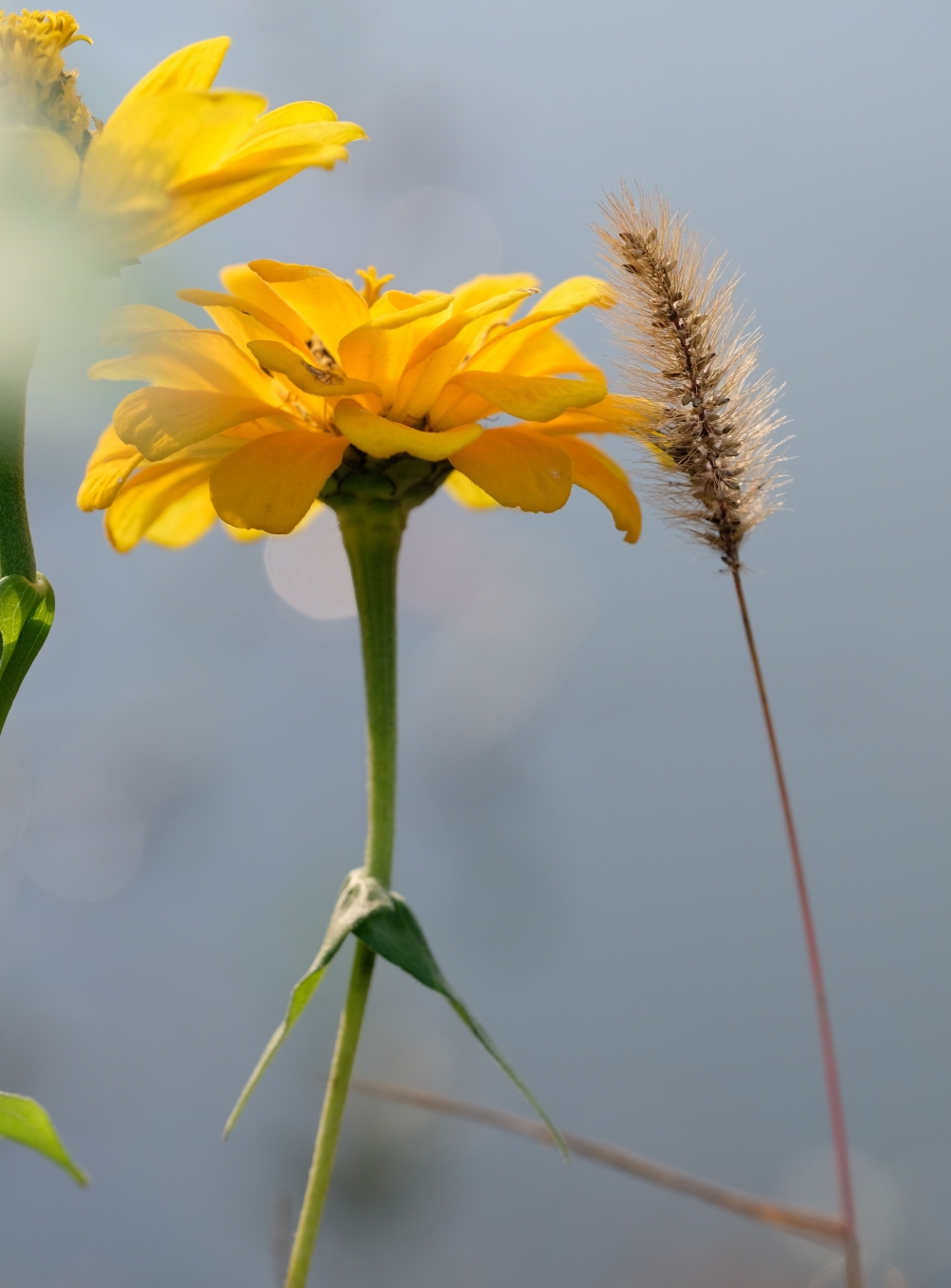 一秋之友 - zyq207 - 富士胶片影赛- FUJIFILM