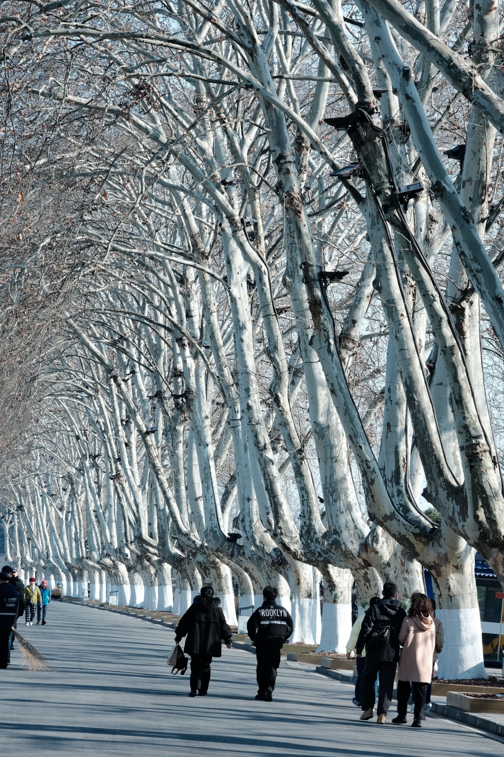 玄武湖大道 - 韦韦 - 富士胶片影赛- FUJIFILM