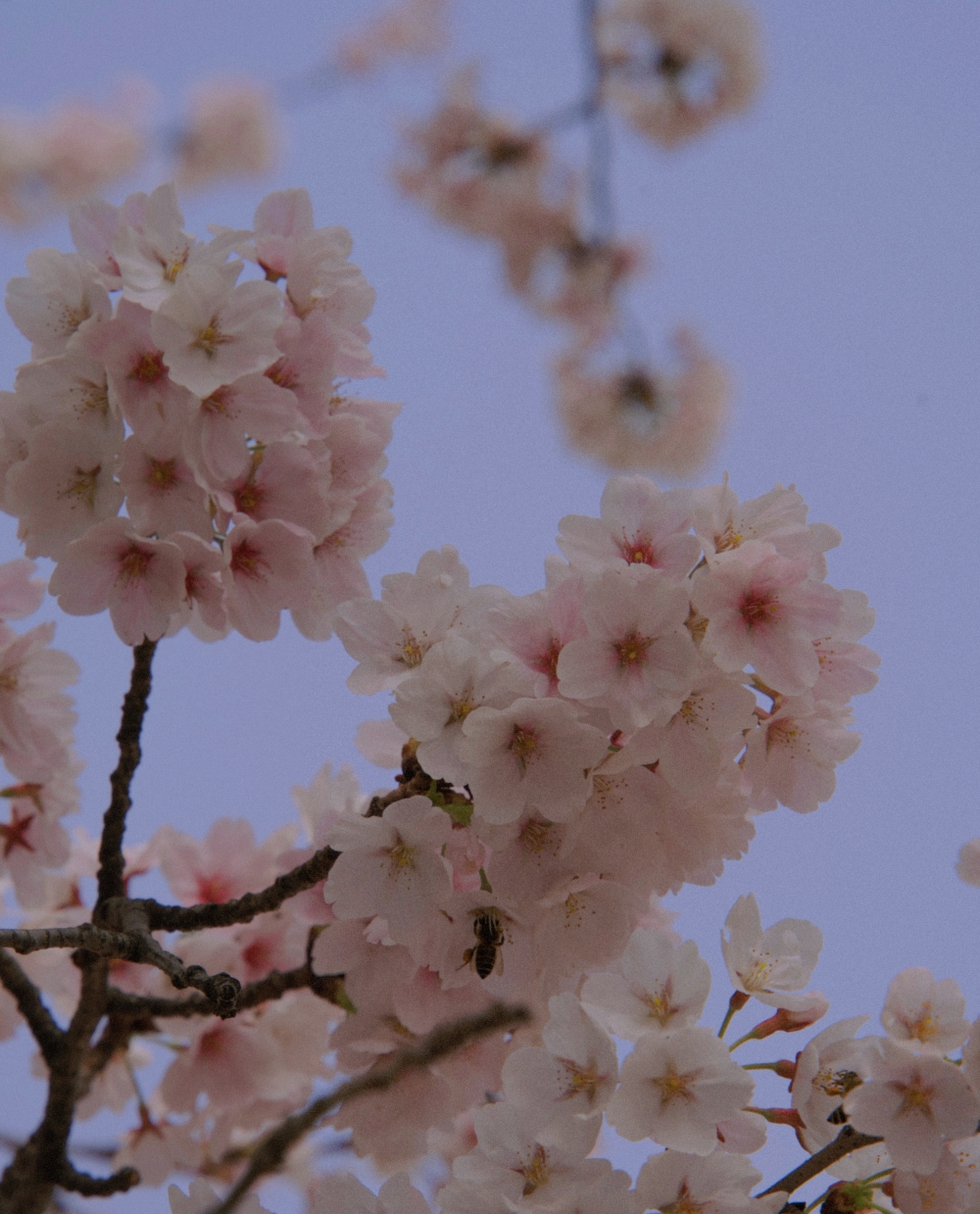 这春天呢，是发呆的季节！ - z_j7H - 富士（中国）极致影像- FUJIFILM