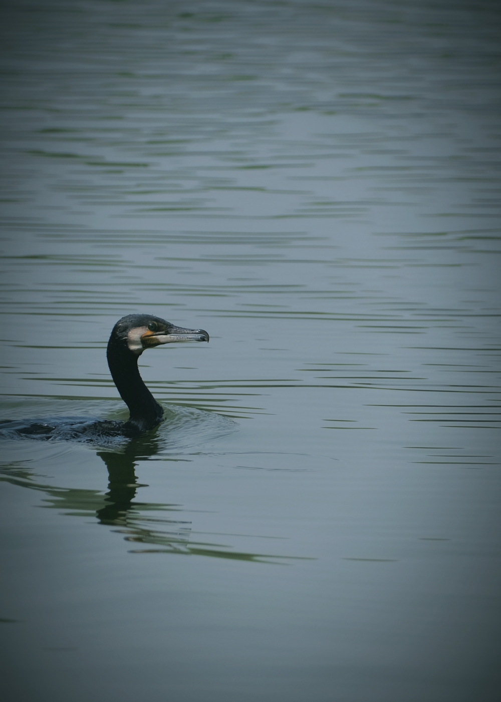 这春天呢，是发呆的季节！ - z_j7H - 富士胶片影赛- FUJIFILM