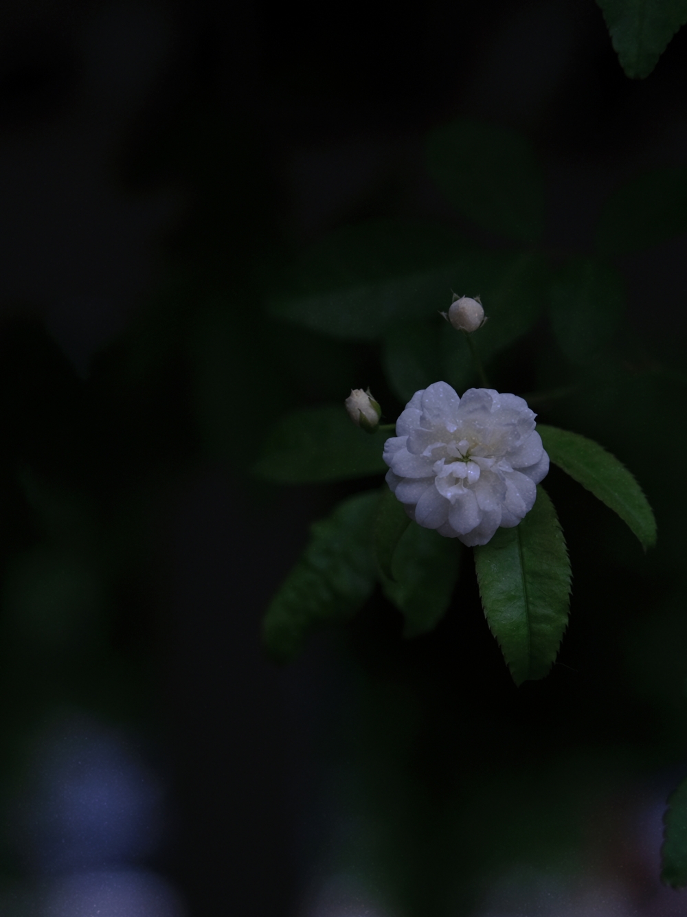 这春天呢，是发呆的季节！ - z_j7H - 富士胶片影赛- FUJIFILM