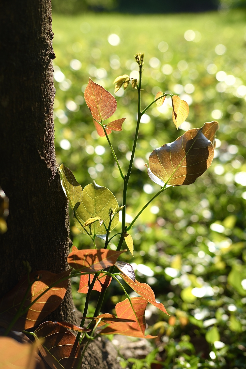 阳光下 - 也行_Ji4 - 富士胶片影赛- FUJIFILM