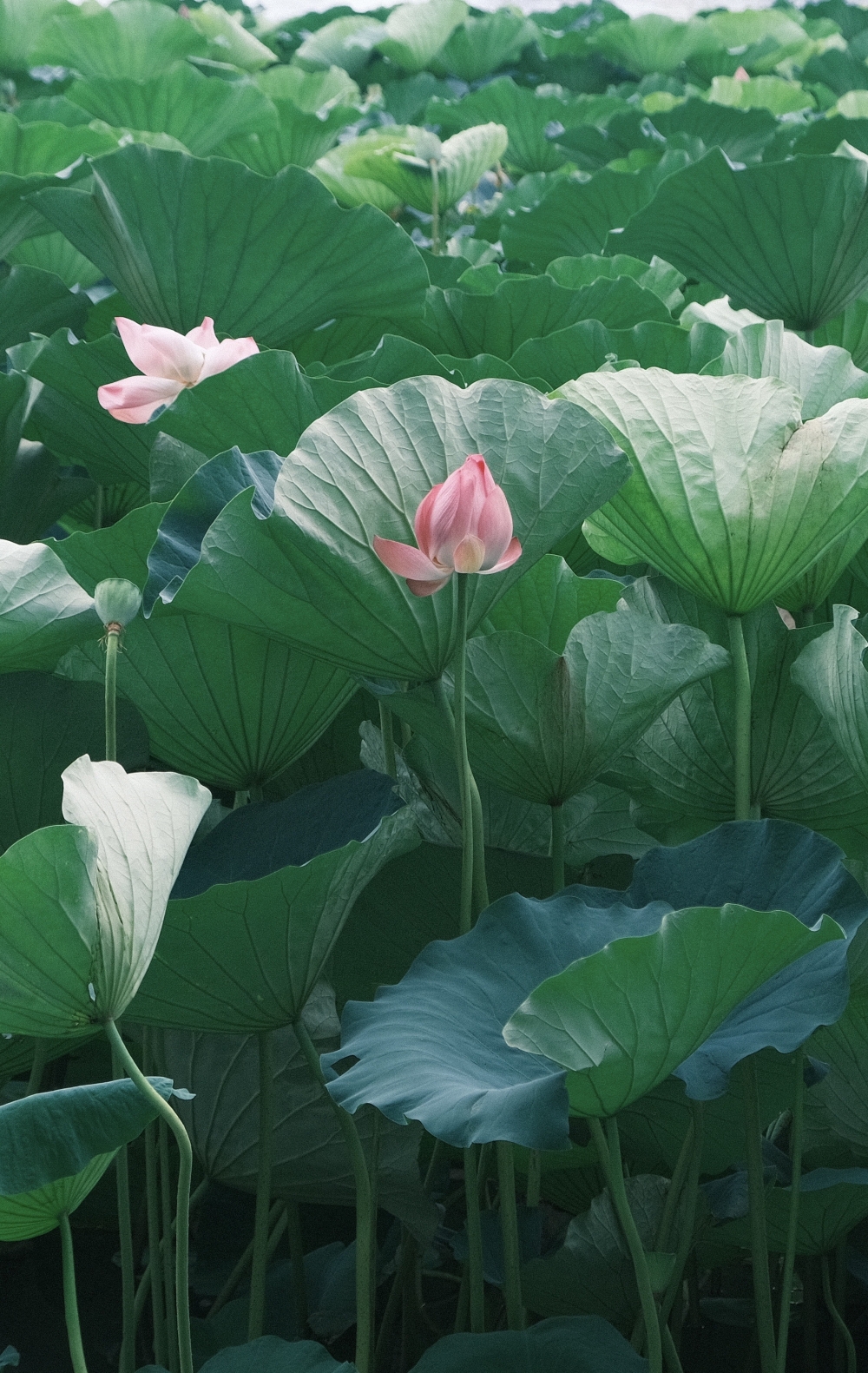 年级轻轻拍荷花 - Lu sen.鹿森烘焙 - 富士胶片影赛- FUJIFILM